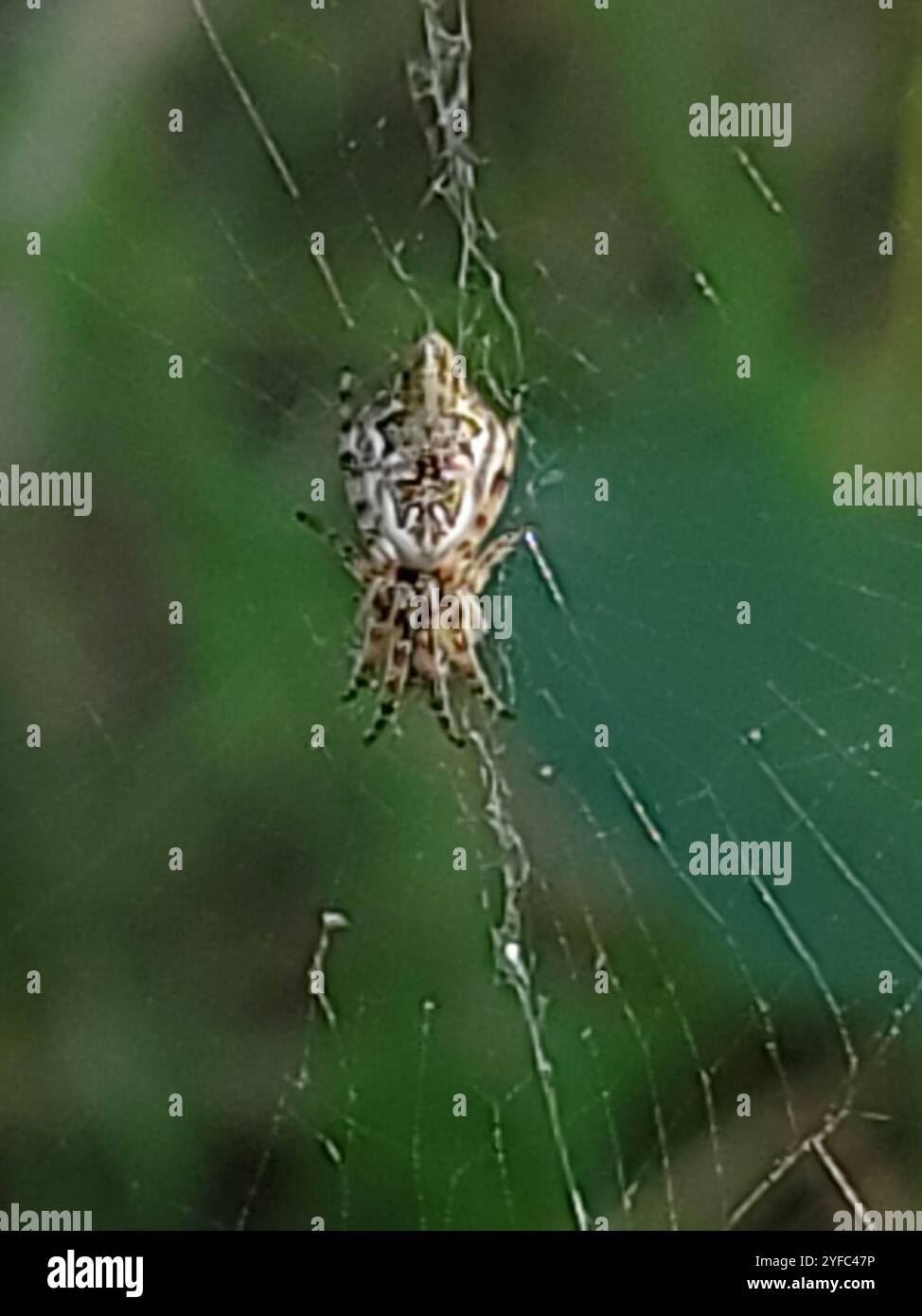 Conical Trashline Orbweaver (Cyclosa conica Stock Photo - Alamy
