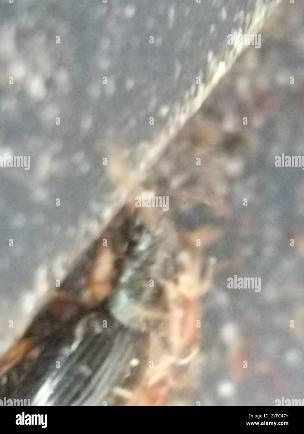 Hairy Spider Weevil (Barypeithes pellucidus Stock Photo - Alamy