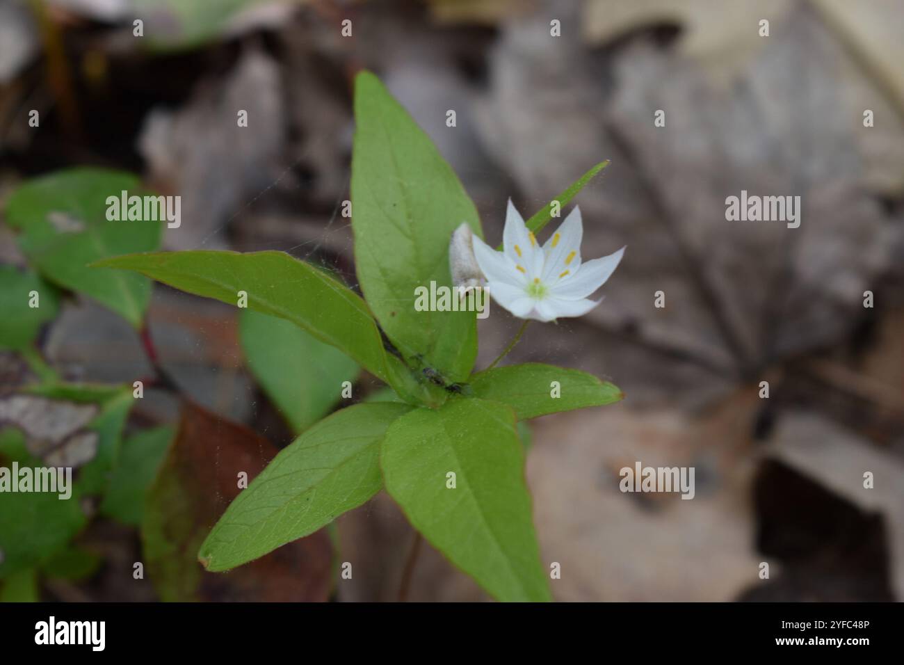 northern starflower (Lysimachia borealis Stock Photo - Alamy