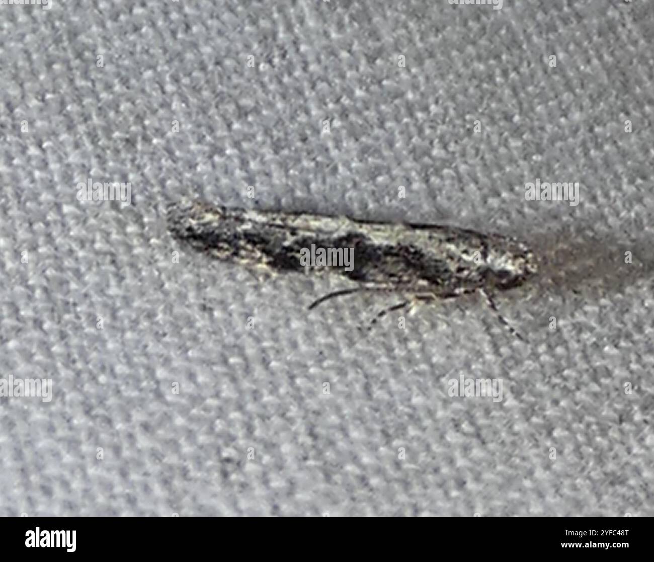 Diamondback Moth (Plutella xylostella Stock Photo - Alamy