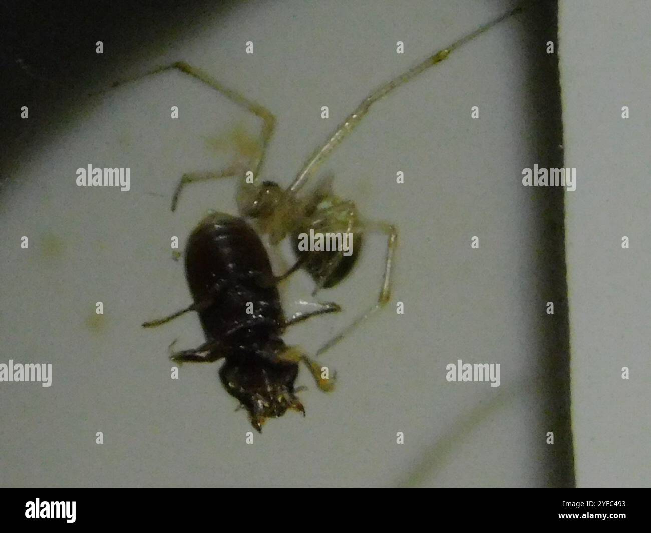 Variegated Mud-loving Beetles (Heteroceridae Stock Photo - Alamy