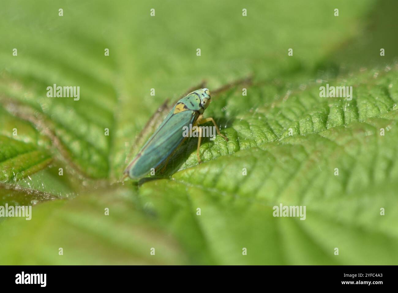 Blue-green Sharpshooter (Graphocephala atropunctata Stock Photo - Alamy