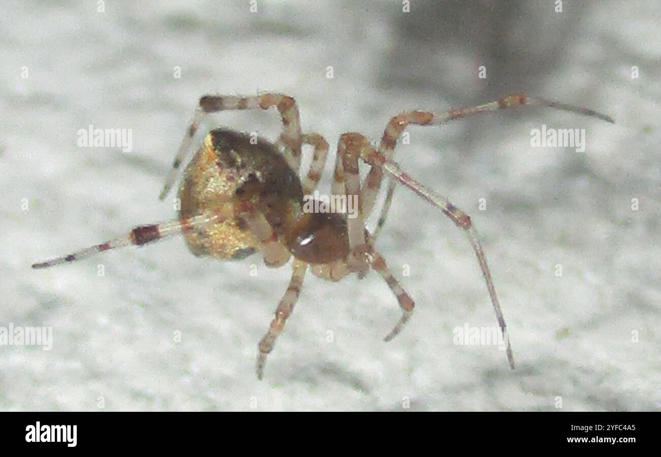 Comb-footed Spiders (Theridiidae Stock Photo - Alamy