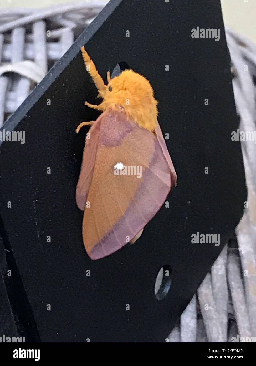 Southern Pink-striped Oakworm Moth (Anisota pellucida Stock Photo - Alamy