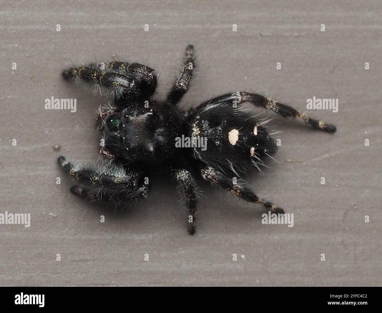 Bold Jumping Spider (Phidippus audax Stock Photo - Alamy
