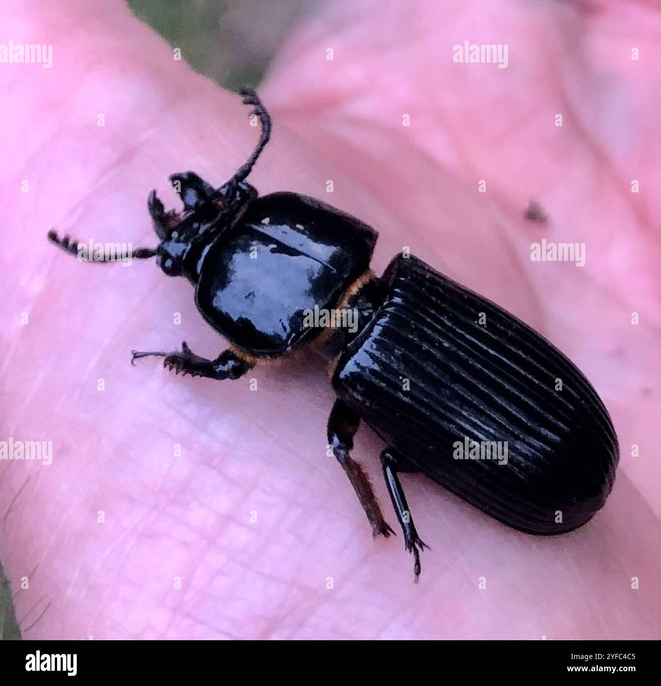 Horned Passalus Beetle (Odontotaenius disjunctus Stock Photo - Alamy
