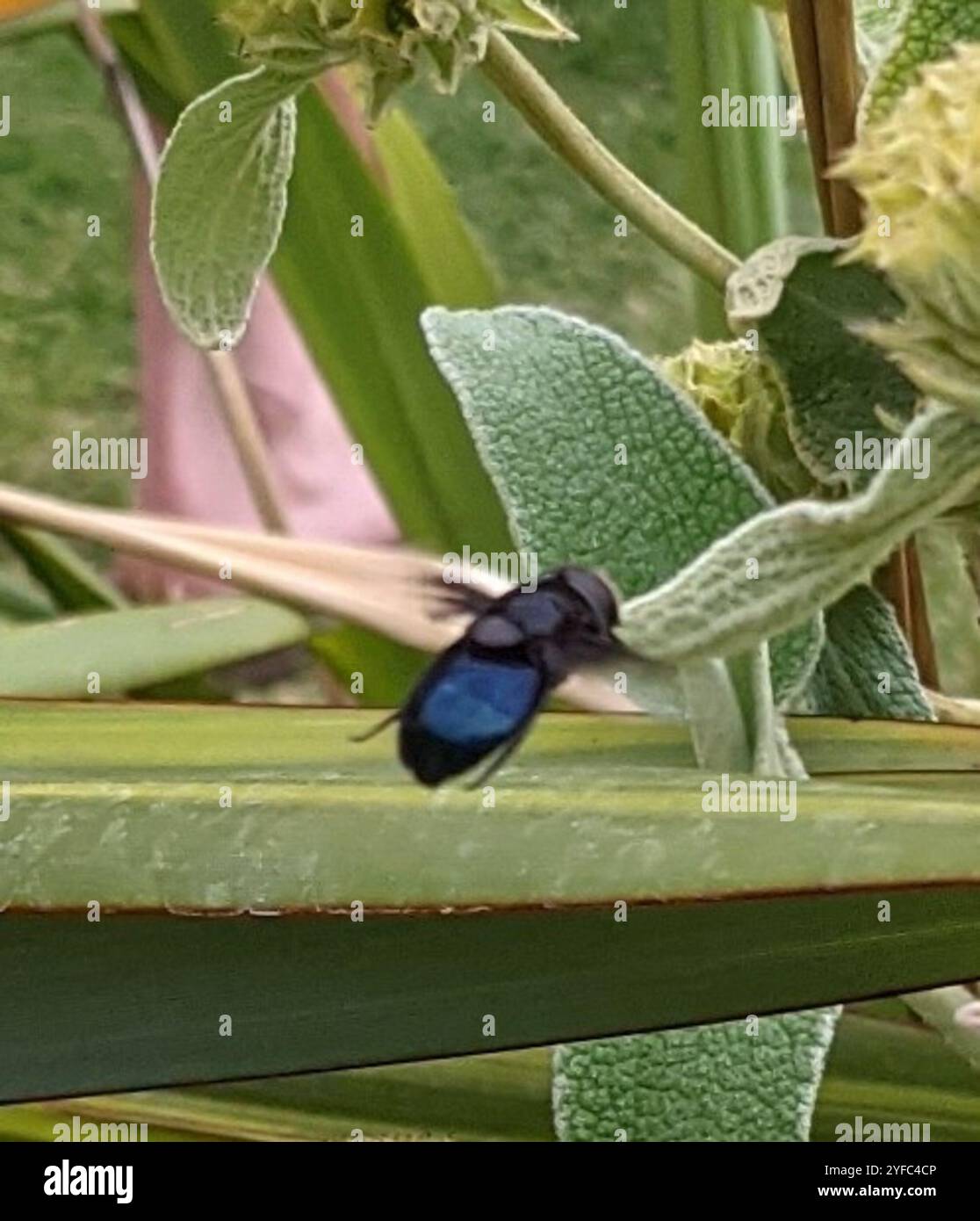 Mexican Cactus Fly (Copestylum mexicanum Stock Photo - Alamy