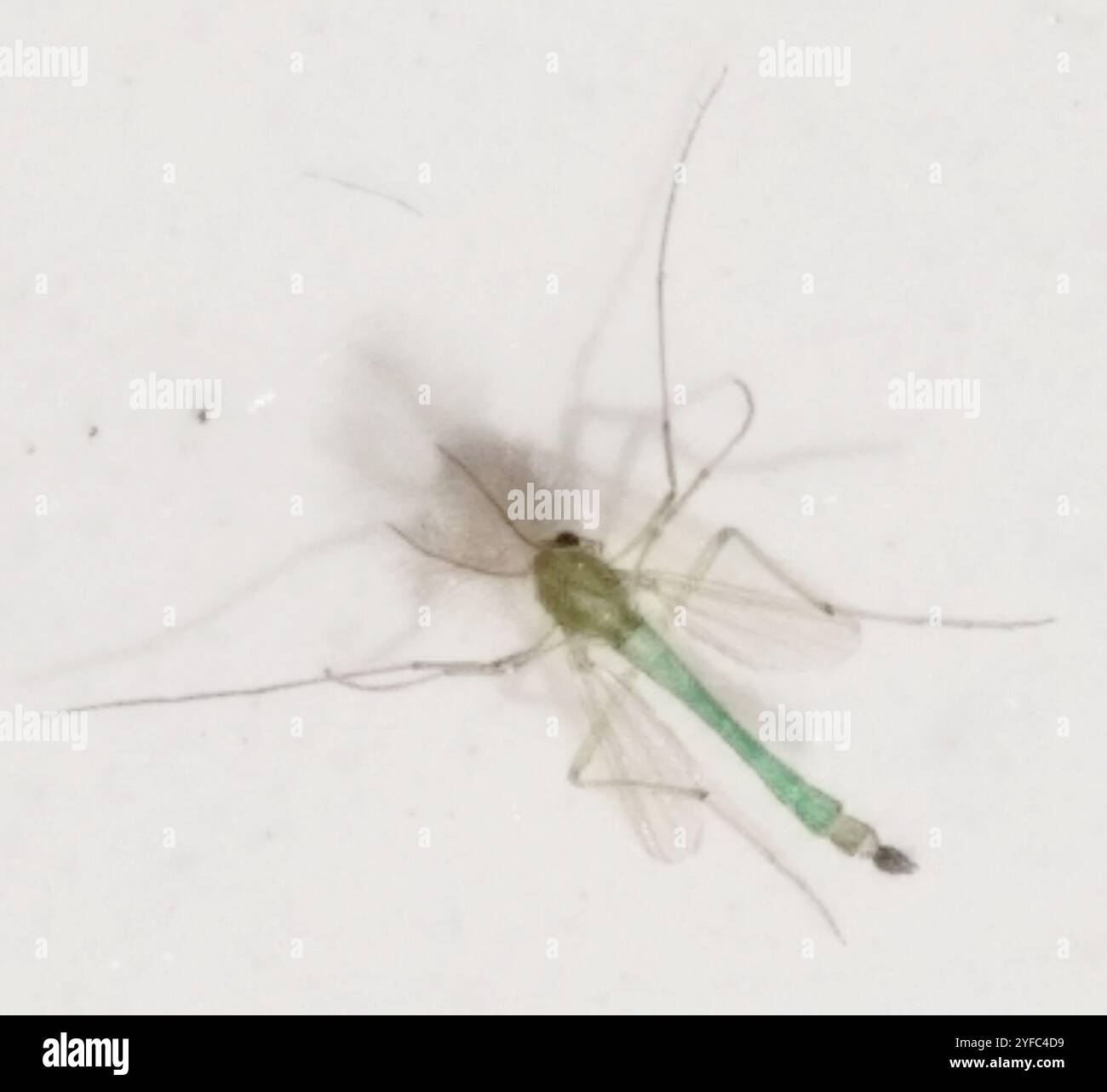 Non-biting Midges (Chironomidae Stock Photo - Alamy