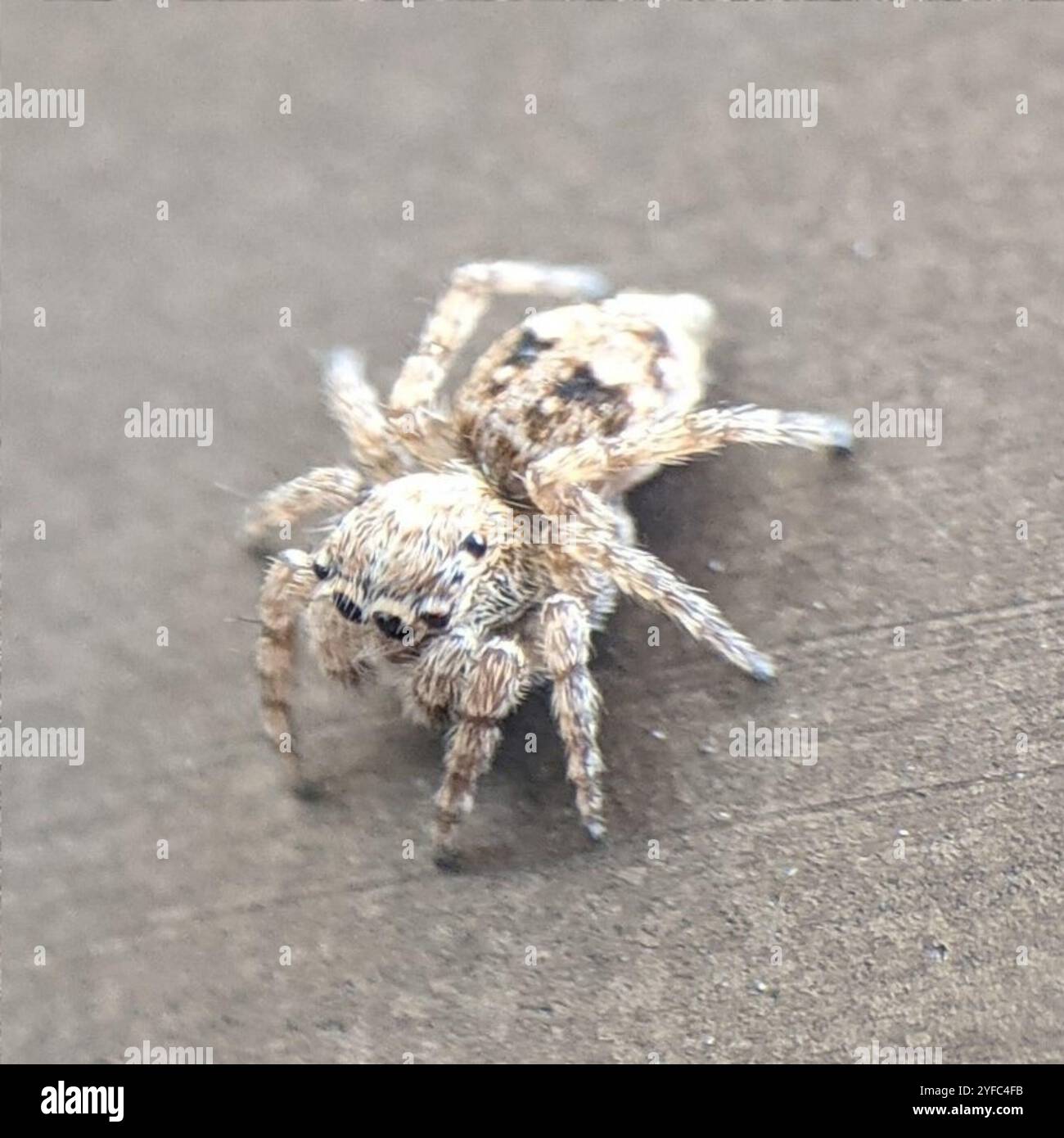 Attulus hi-res stock photography and images - Alamy