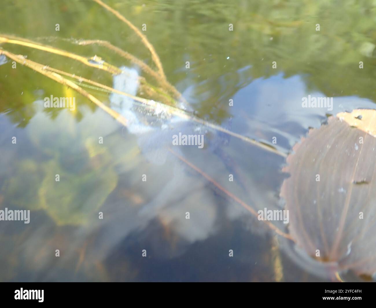 floating-leaved pondweed (Potamogeton natans Stock Photo - Alamy