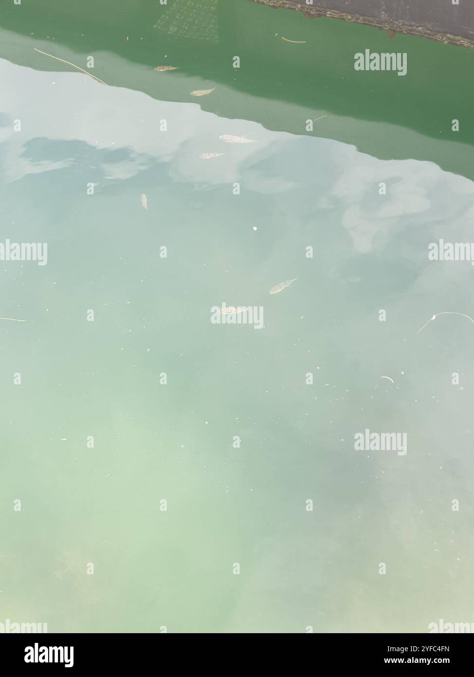 Weeping Toadfish (Torquigener pleurogramma Stock Photo - Alamy