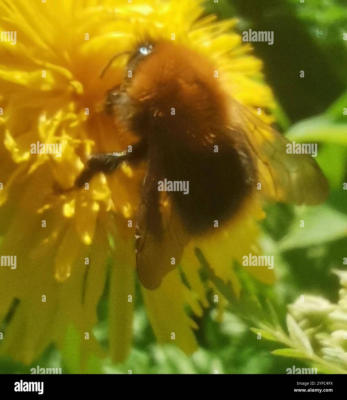 Common Carder Bumble Bee (Bombus pascuorum Stock Photo - Alamy