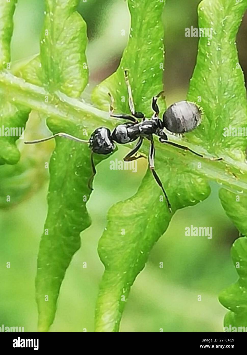 fusca-group Field Ants and Allies (Formica fusca Stock Photo - Alamy