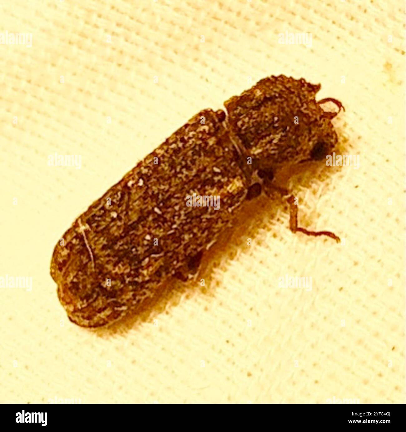 Two-horned Powder-post Beetle (Lichenophanes bicornis Stock Photo - Alamy