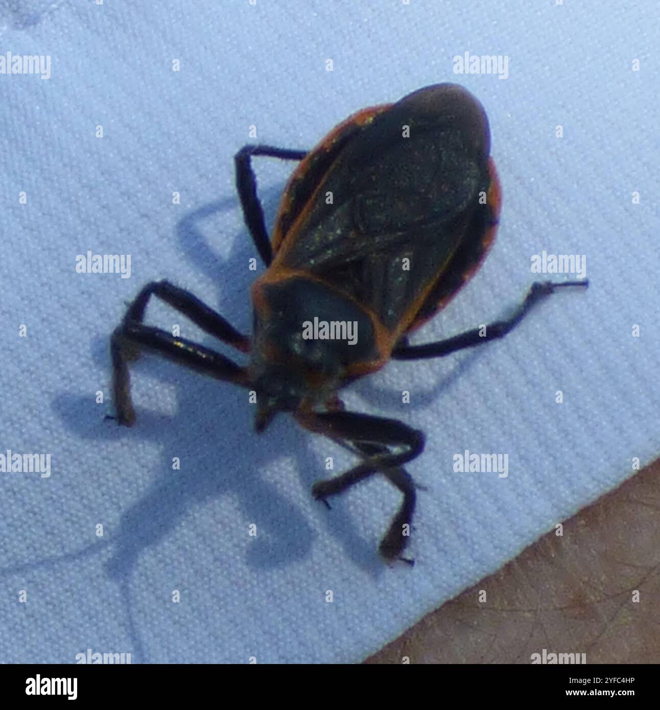 Eastern Bee Assassin (Apiomerus crassipes Stock Photo - Alamy