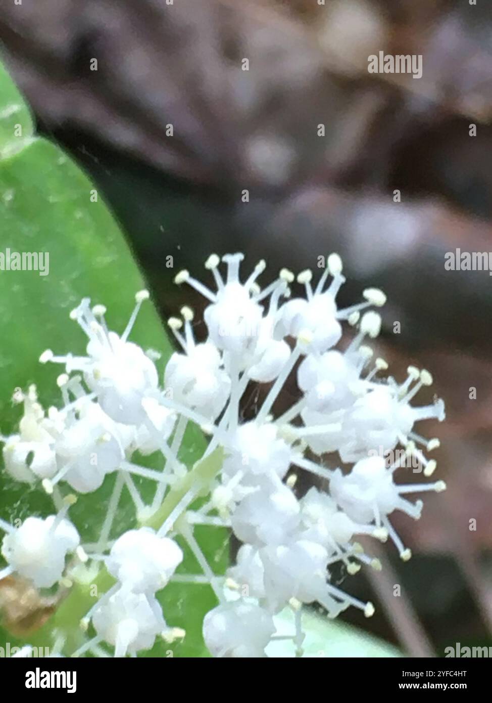 Canada mayflower (Maianthemum canadense Stock Photo - Alamy