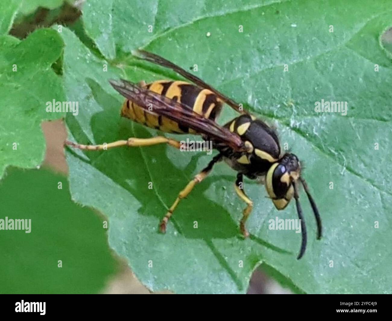 Eastern Yellowjacket (Vespula maculifrons Stock Photo - Alamy