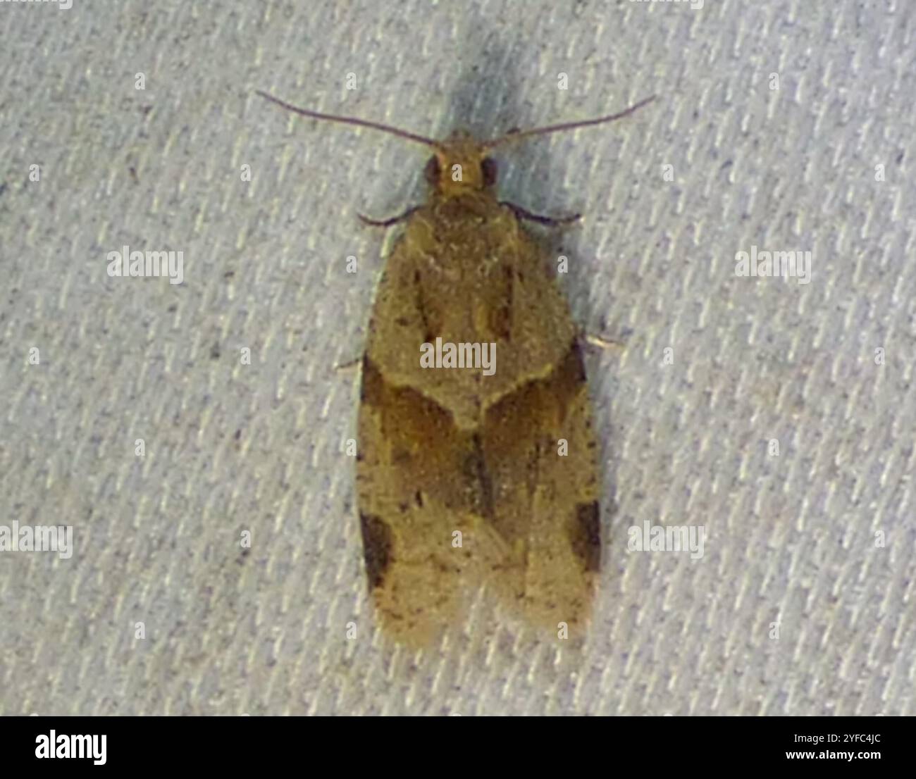 Garden Tortrix (Clepsis peritana Stock Photo - Alamy