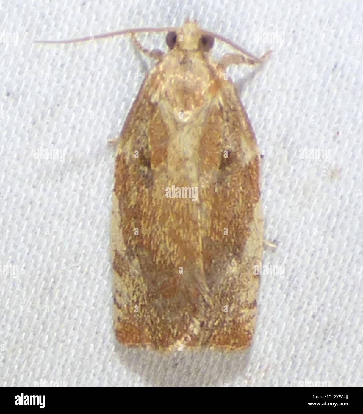 Oak Leafroller Moth (Archips semiferanus Stock Photo - Alamy