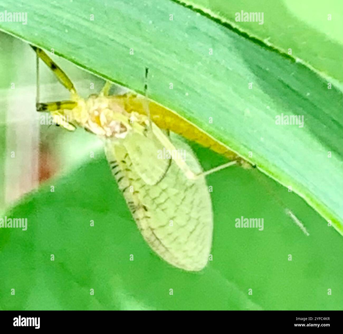 (Stenacron interpunctatum heterotarsale Stock Photo - Alamy