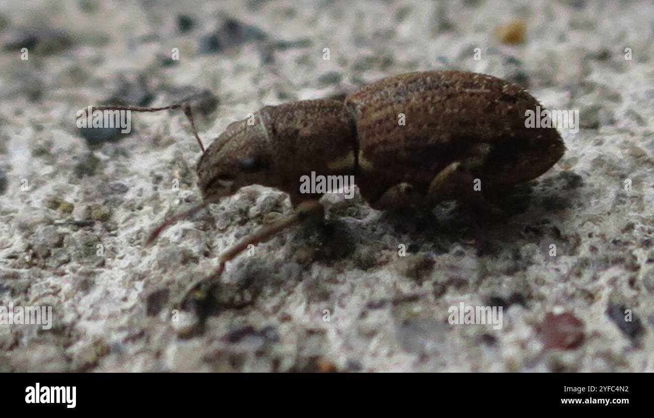 Rose weevil hi-res stock photography and images - Alamy