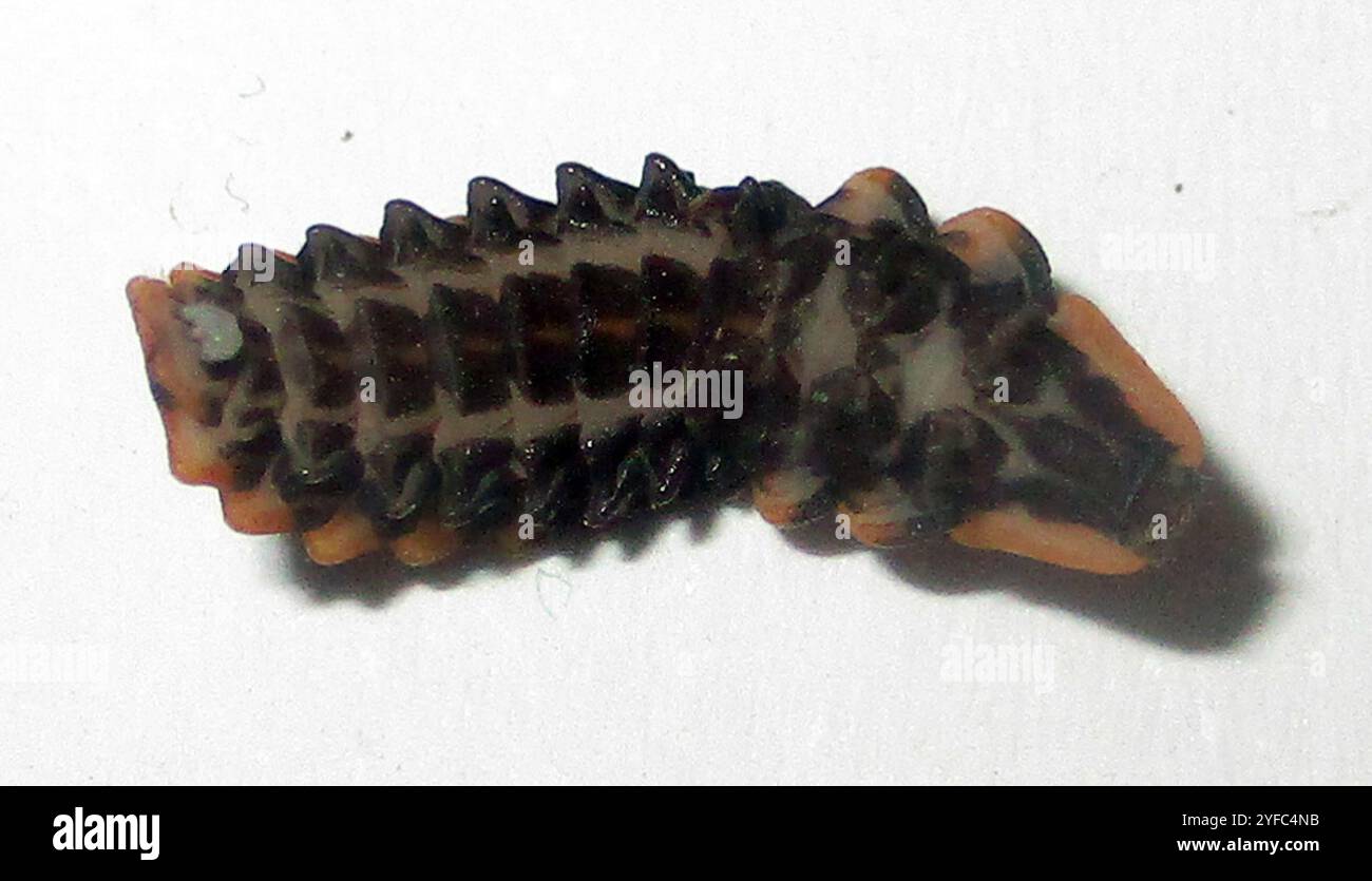 Net-winged Beetles (Lycidae Stock Photo - Alamy