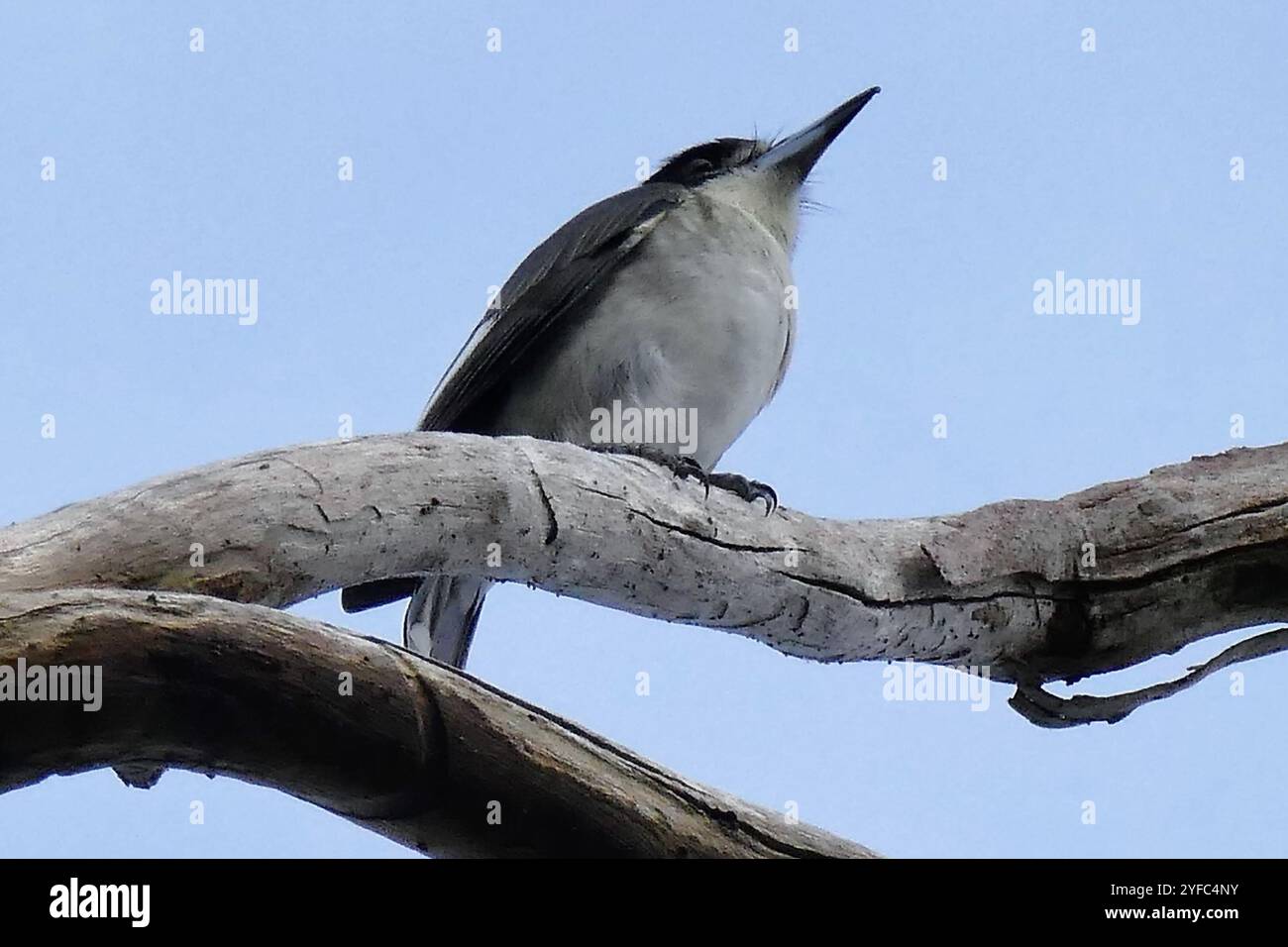 Grey Butcherbird (Cracticus torquatus Stock Photo - Alamy