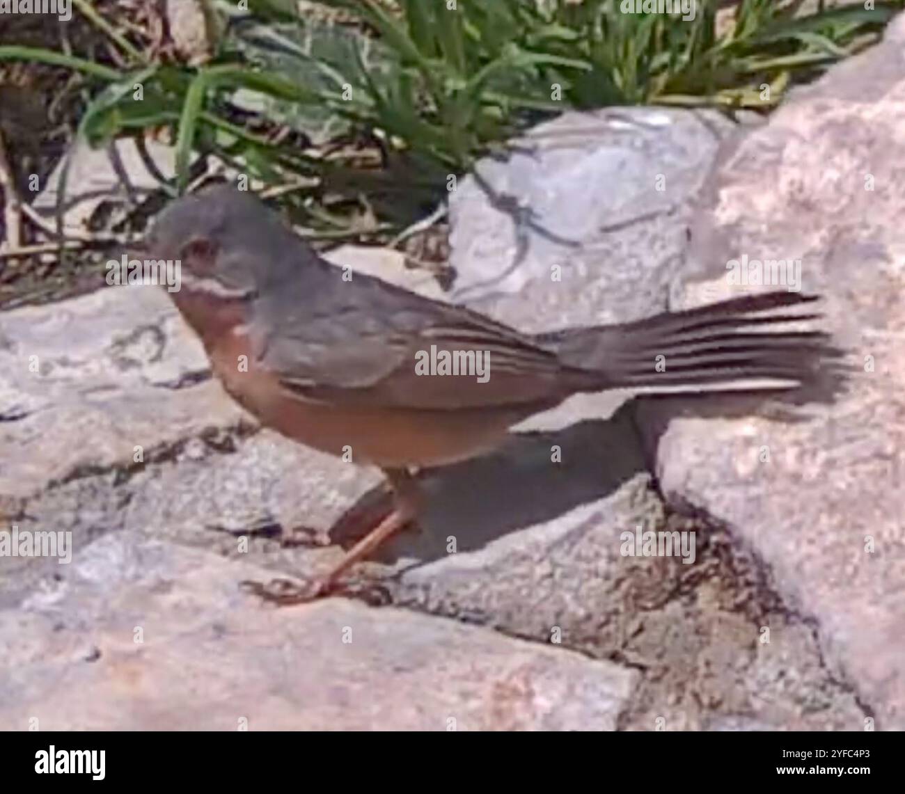 Western Subalpine Warbler (Curruca iberiae Stock Photo - Alamy