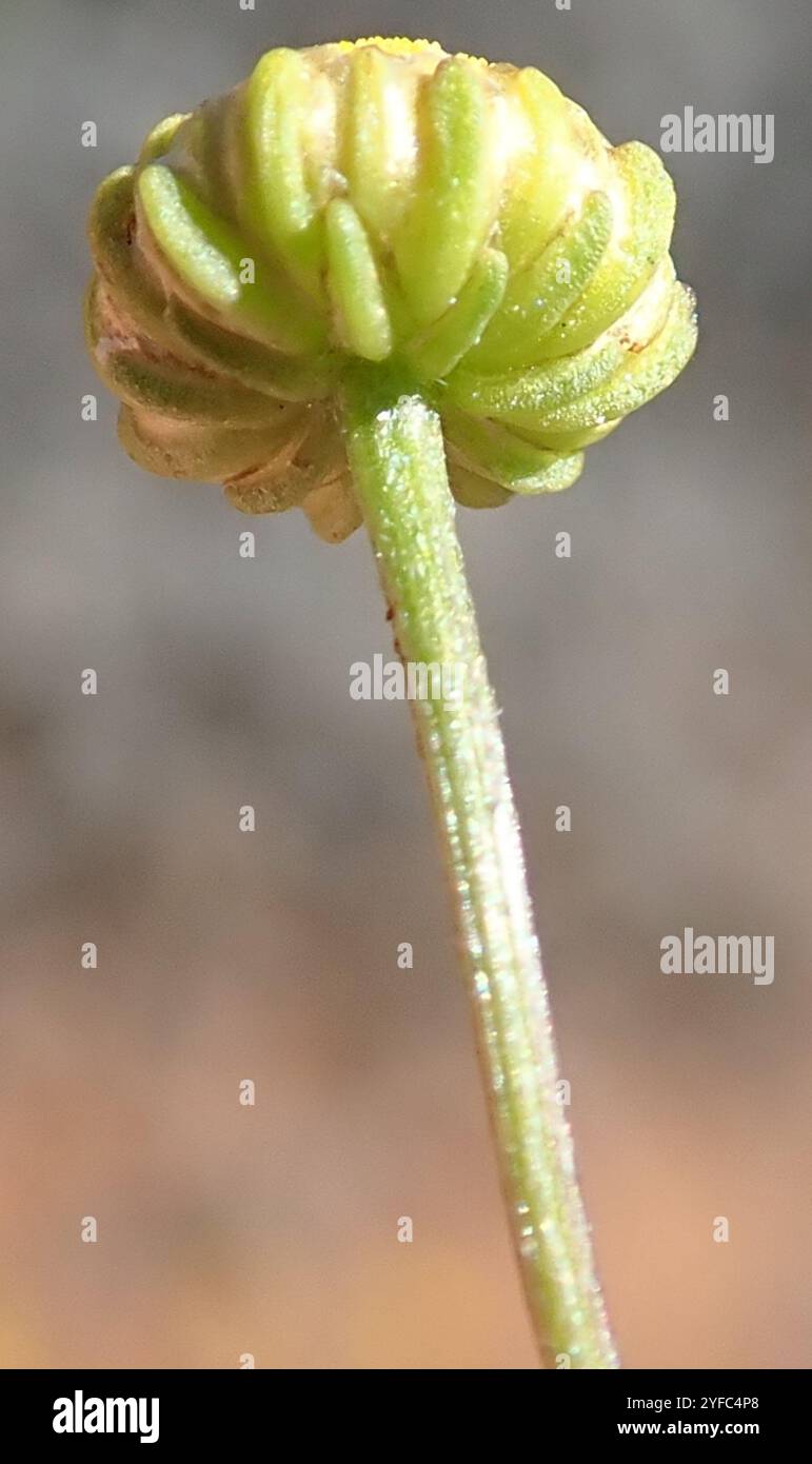 Grand Stinkweed (Oncosiphon grandiflorus Stock Photo - Alamy