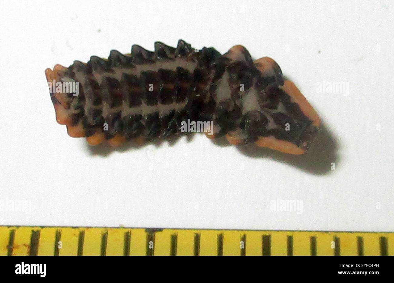 Net-winged Beetles (Lycidae Stock Photo - Alamy