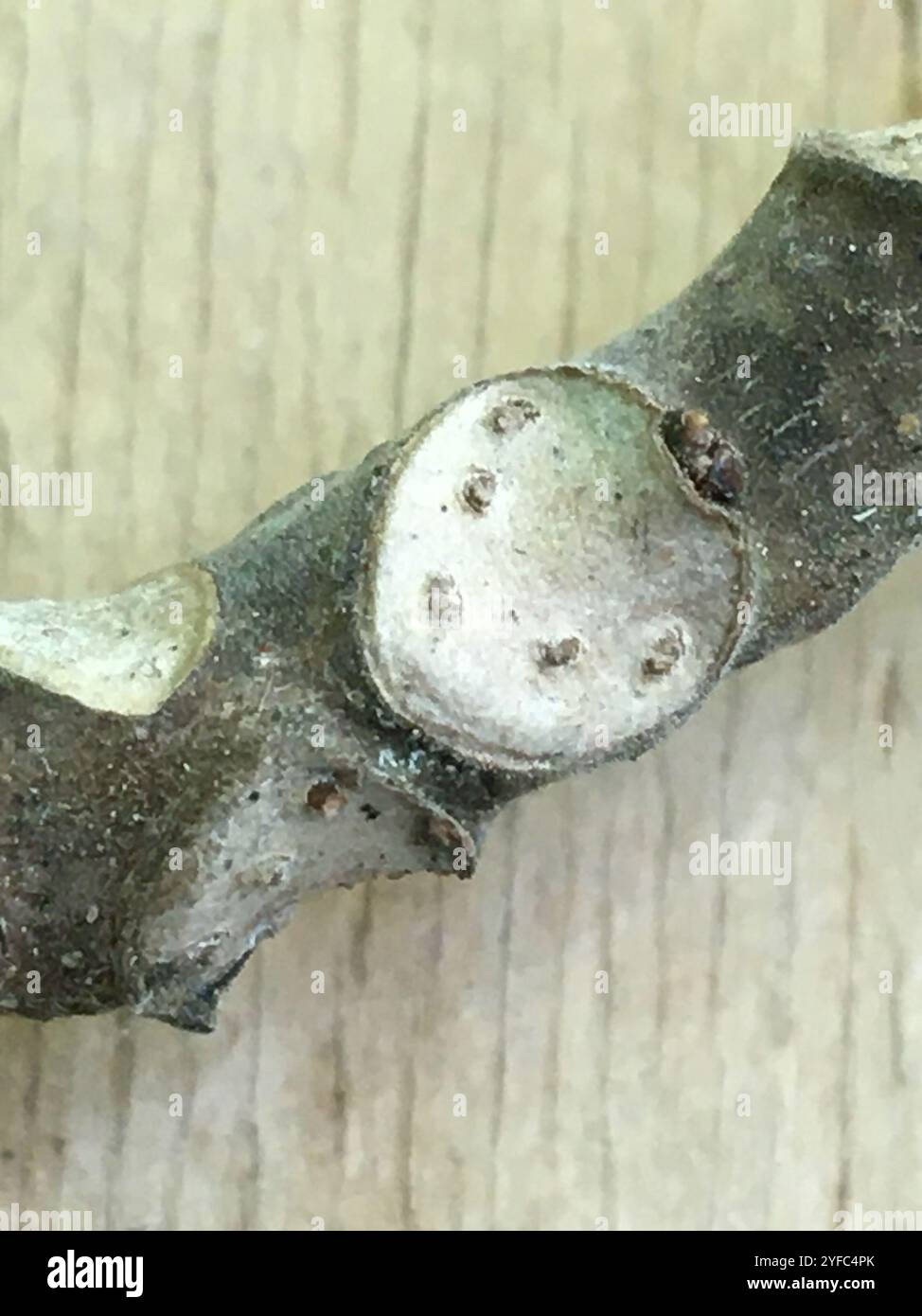 Tun tree (Toona sinensis Stock Photo - Alamy