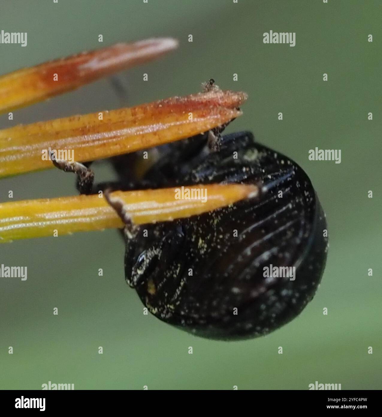Willow Leaf Beetle (Plagiodera versicolora Stock Photo - Alamy