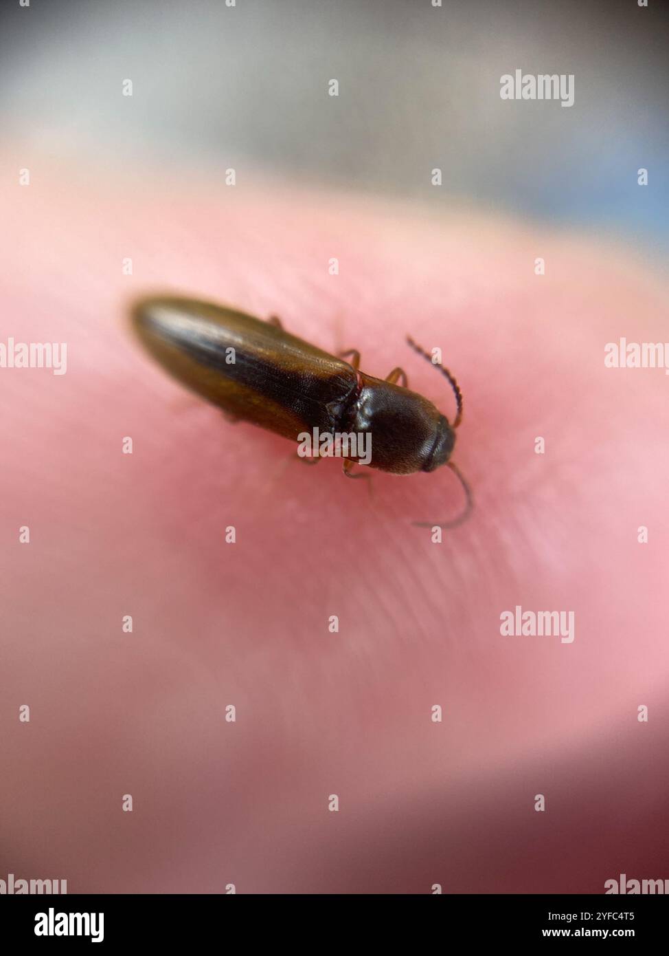 margined click beetle (Dalopius marginatus Stock Photo - Alamy