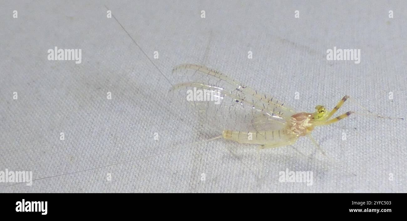 Orange Cahill (Stenacron interpunctatum Stock Photo - Alamy