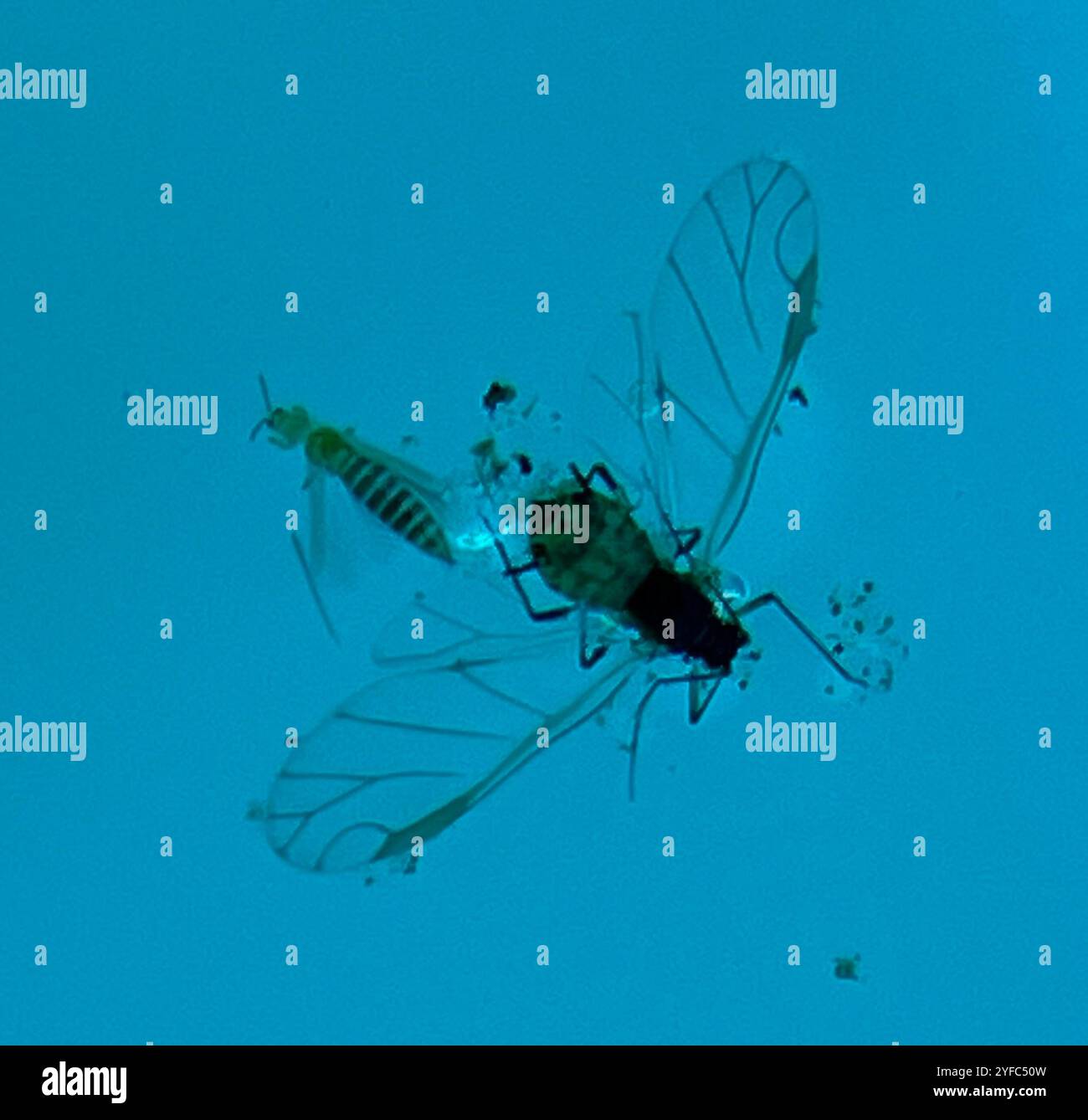 Thripidae hi-res stock photography and images - Alamy