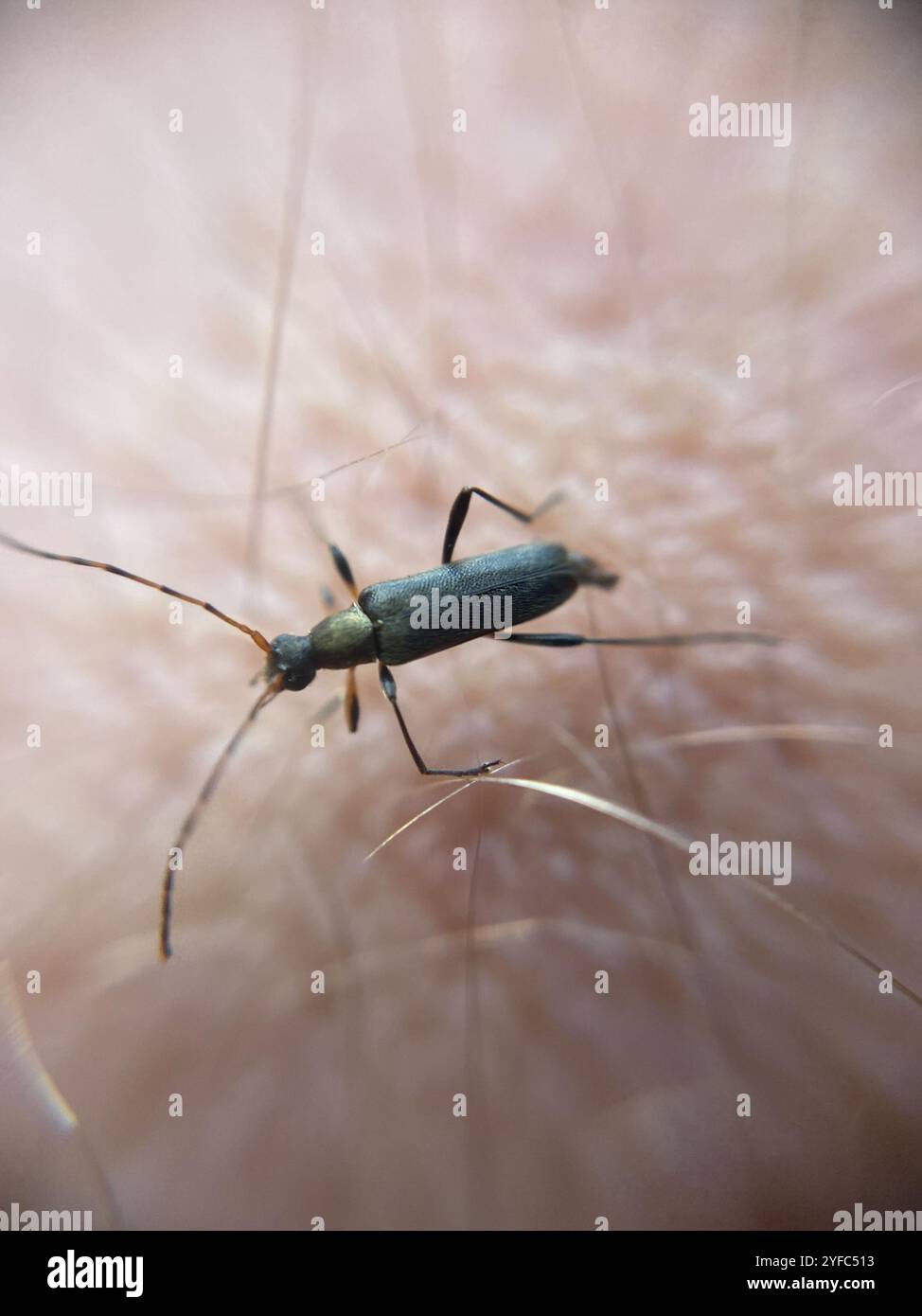 common grammoptera (Grammoptera ruficornis Stock Photo - Alamy