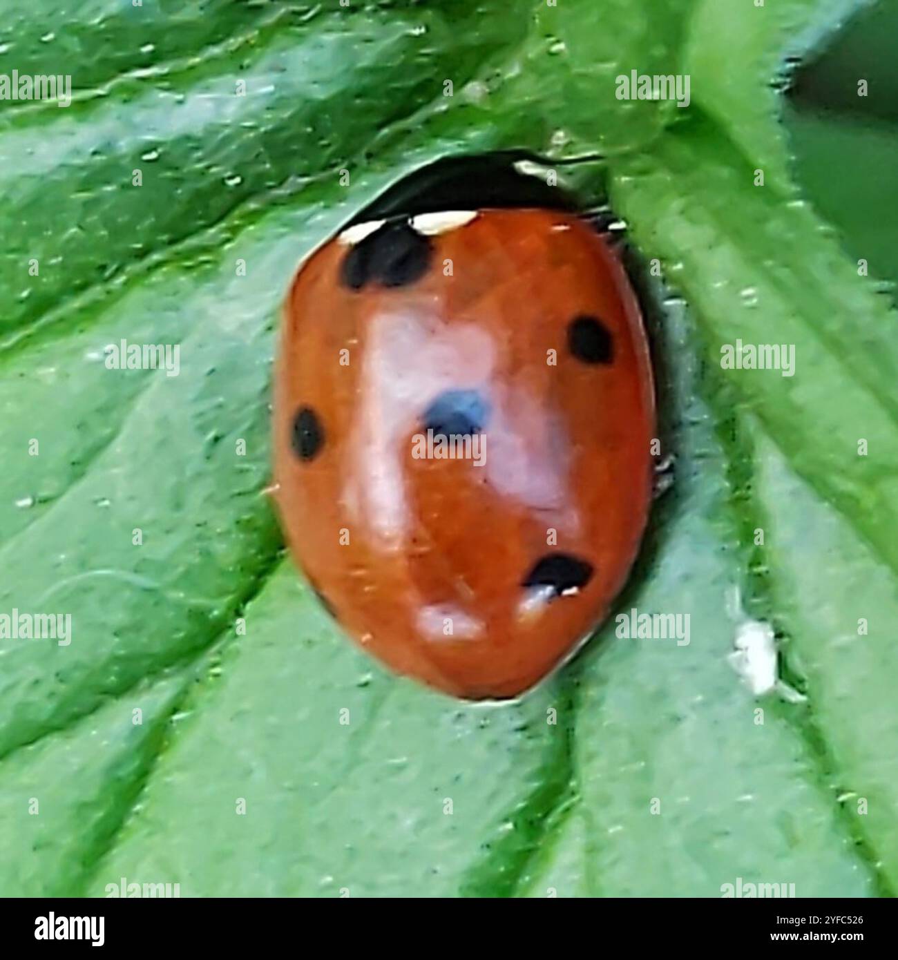 Seven-spotted Lady Beetle (Coccinella septempunctata Stock Photo - Alamy