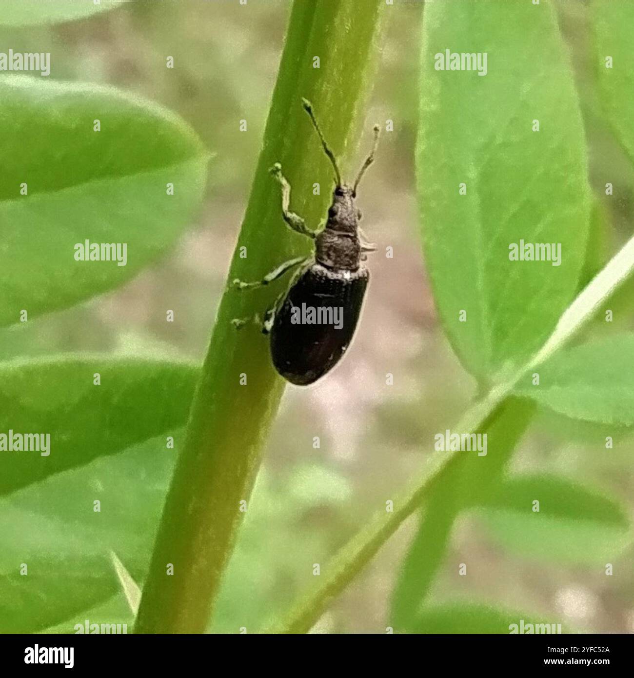 Common Leaf Weevil (Phyllobius pyri Stock Photo - Alamy