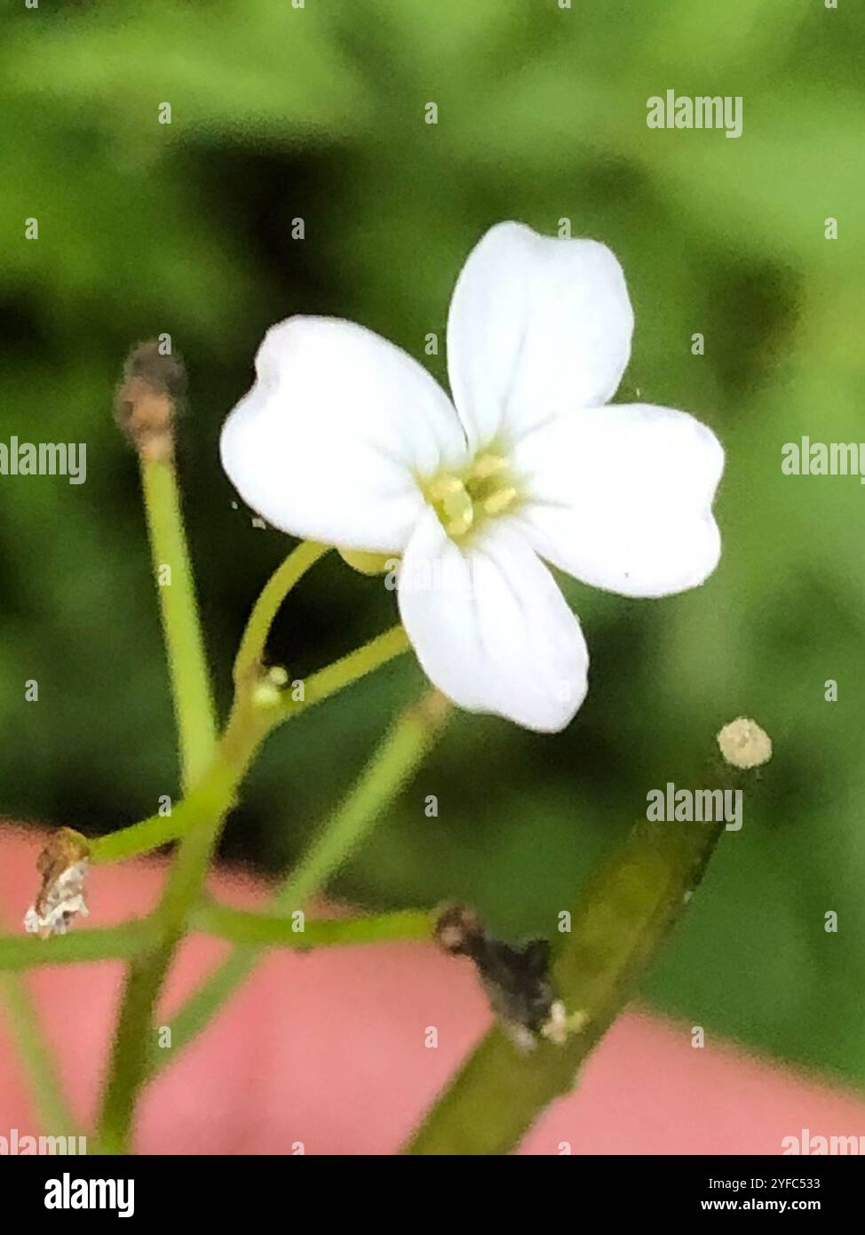 seaside bittercress (Cardamine angulata Stock Photo - Alamy