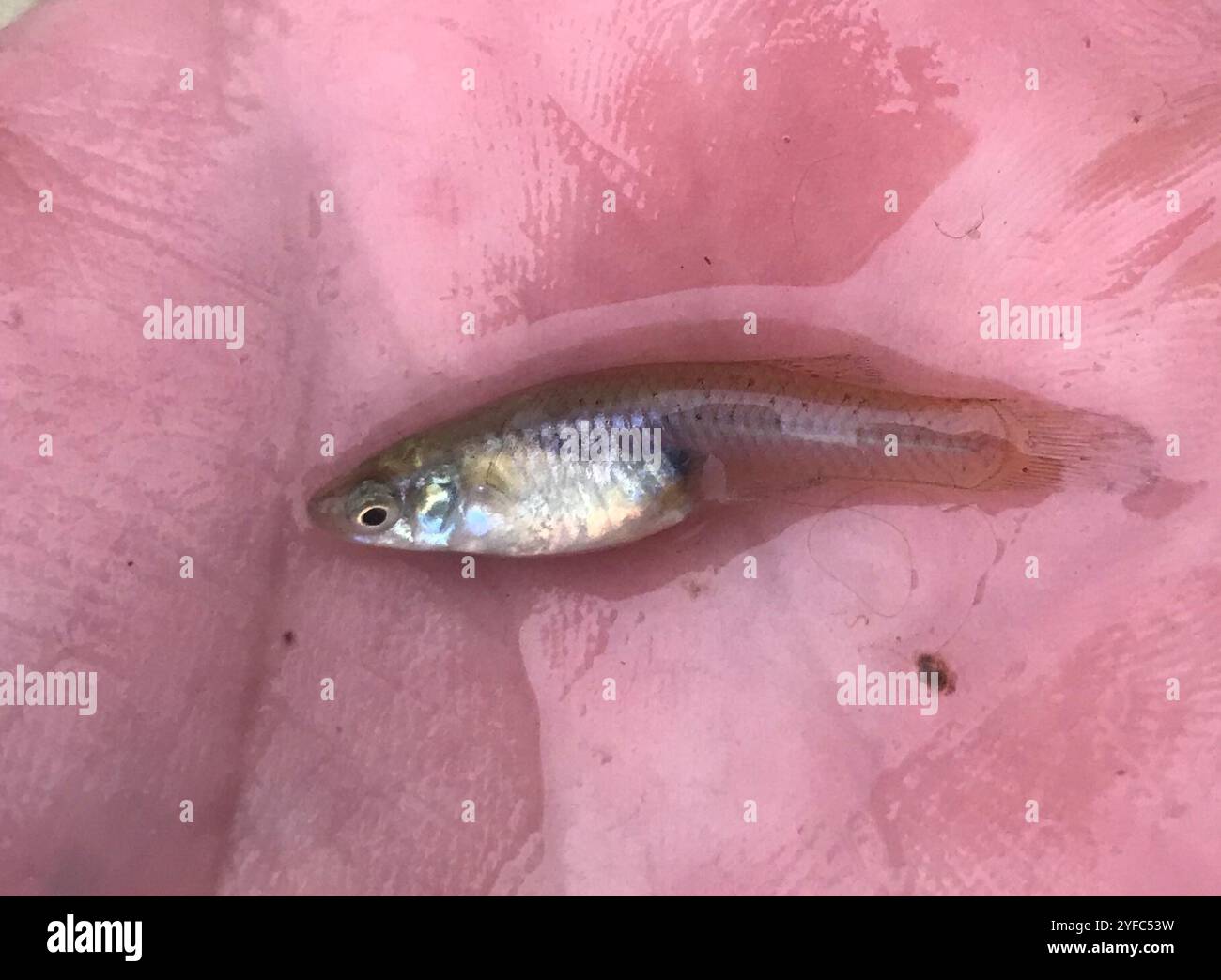 Western Mosquitofish (Gambusia affinis Stock Photo - Alamy