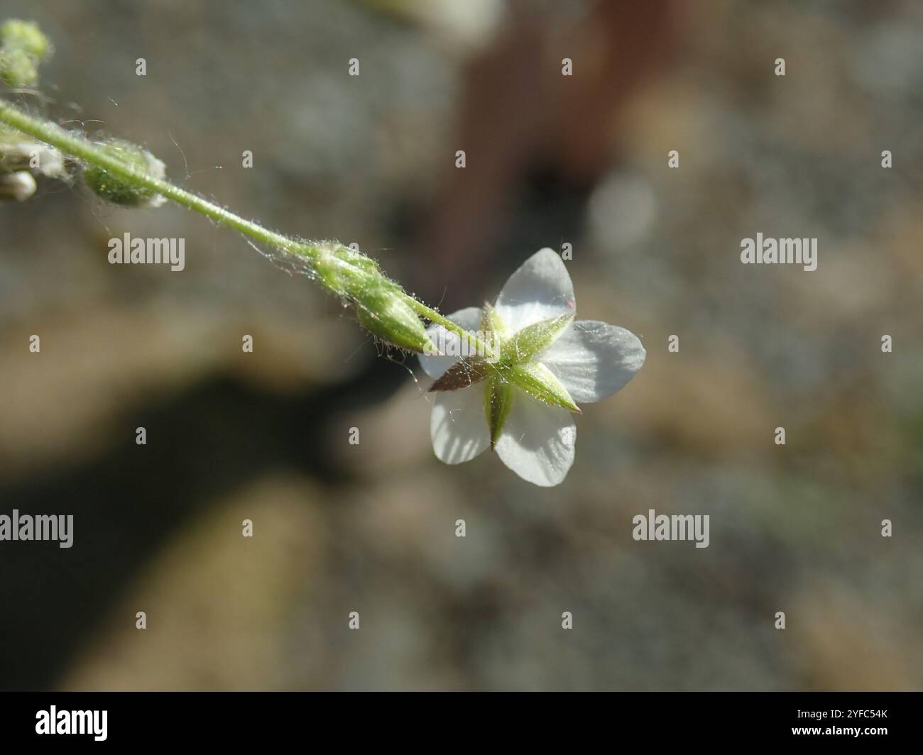 Sabulina hi-res stock photography and images - Alamy