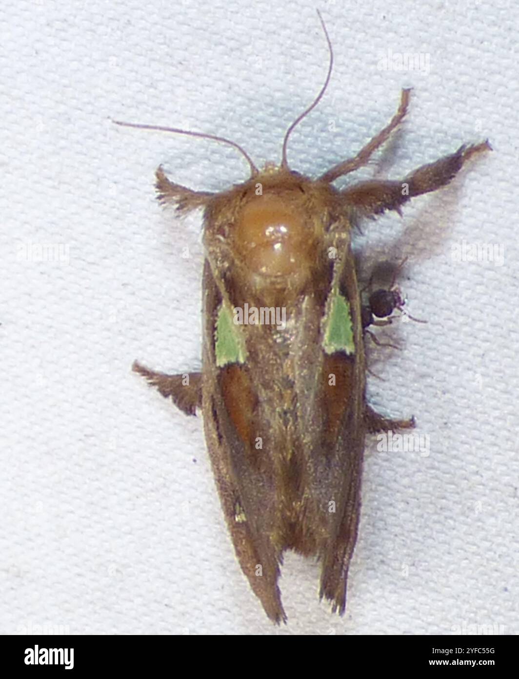 Spiny oak slug hi-res stock photography and images - Alamy