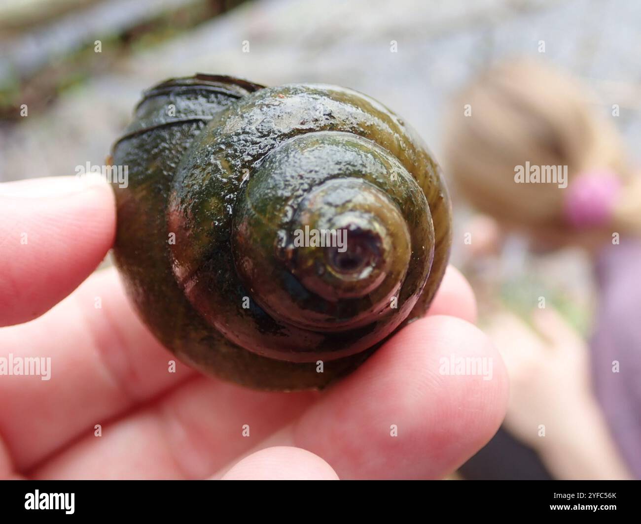 Chinese Mystery Snail (Cipangopaludina chinensis Stock Photo - Alamy