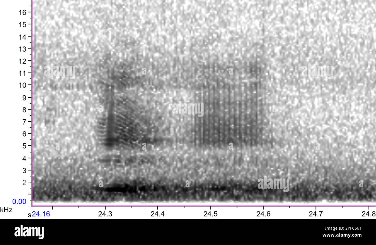 Fish Crow (Corvus ossifragus Stock Photo - Alamy