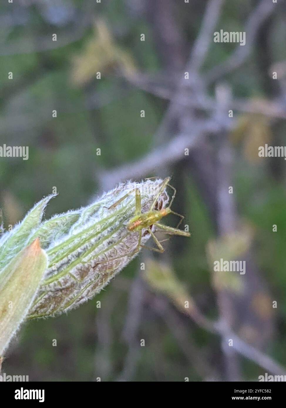 Pale Green Assassin Bug (Zelus luridus Stock Photo - Alamy