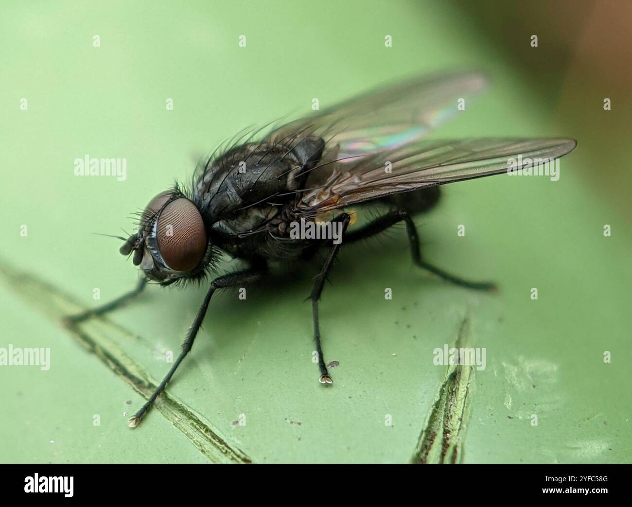 Muscoid Flies (Muscoidea Stock Photo - Alamy