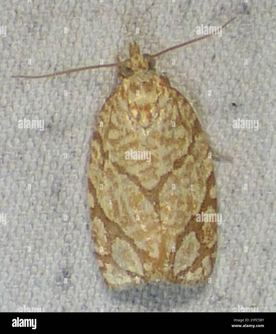Yellow-winged Oak Leafroller Moth (Argyrotaenia quercifoliana Stock ...