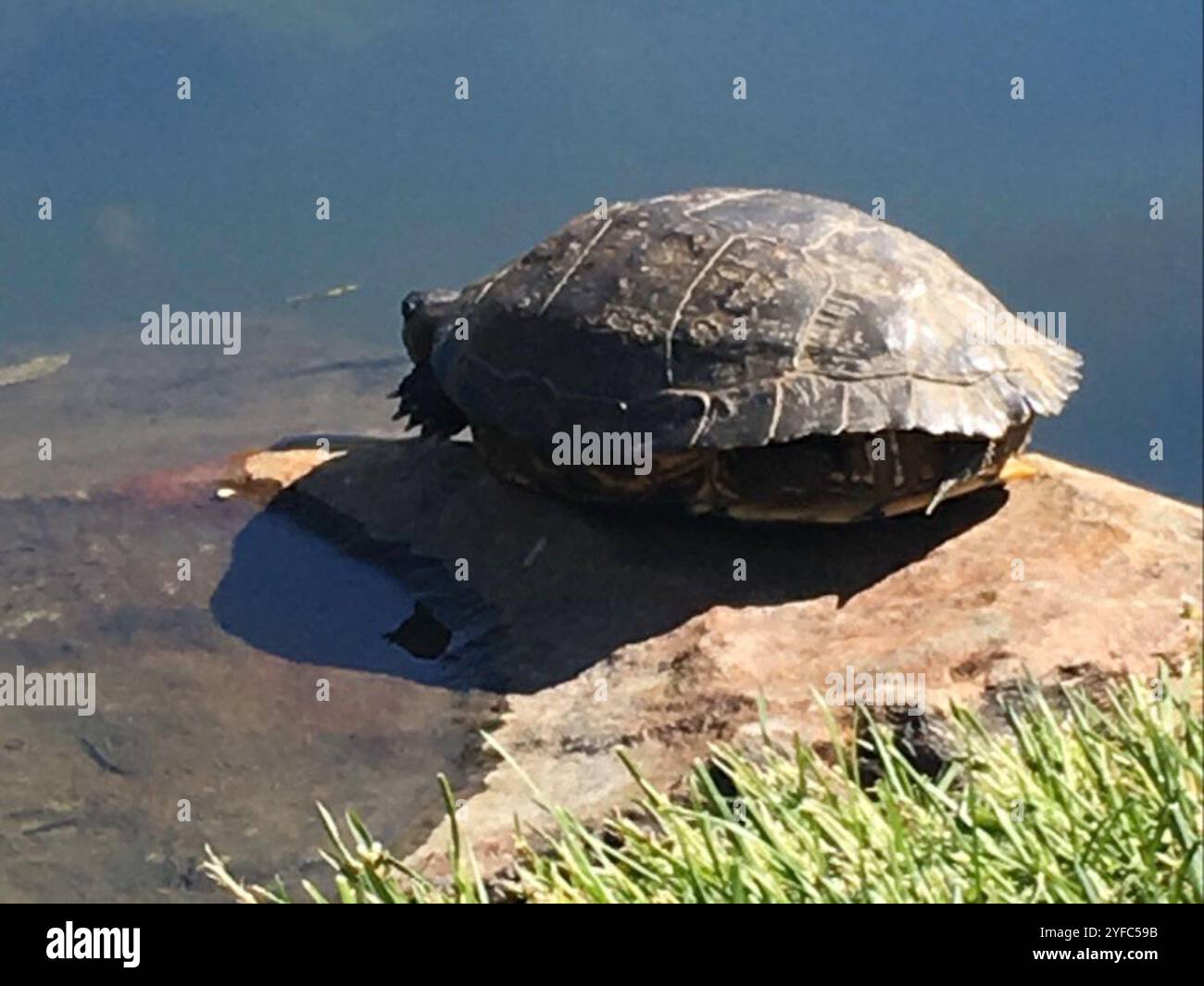 Pond Slider (Trachemys scripta Stock Photo - Alamy