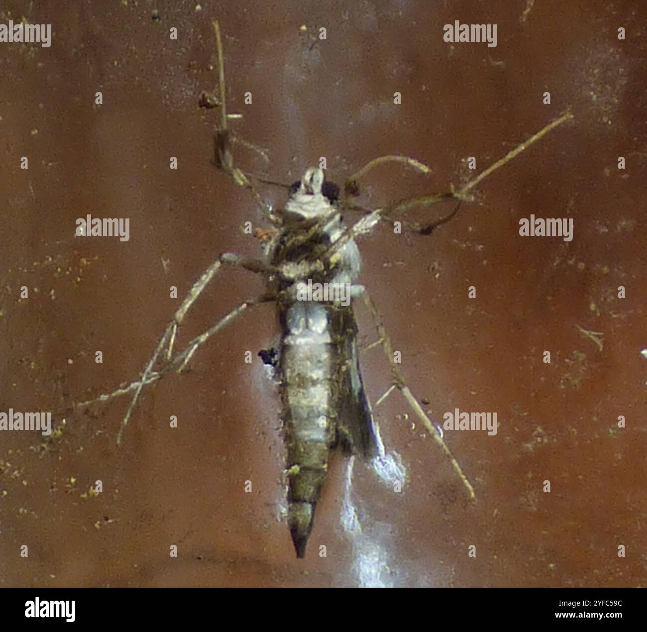 Grape Leaffolder Moth (Desmia funeralis Stock Photo - Alamy