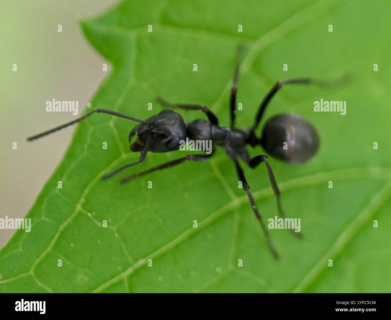 fusca-group Field Ants and Allies (Formica fusca Stock Photo - Alamy